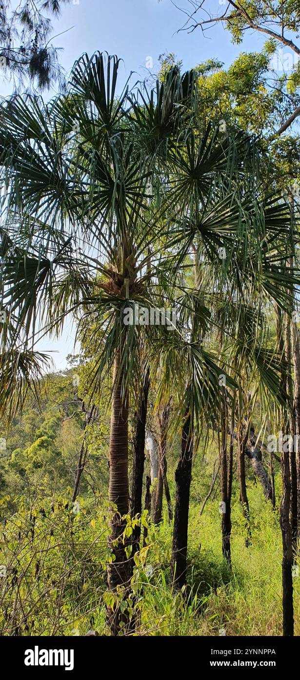 Ribbon Fan Palm (Livistona decora Stock Photo - Alamy
