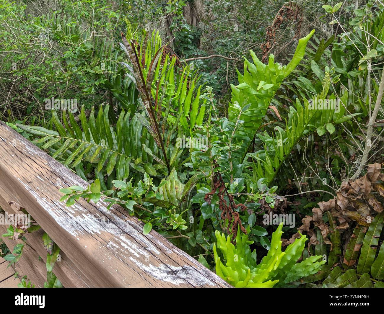 Giant leather fern (Acrostichum danaeifolium Stock Photo - Alamy