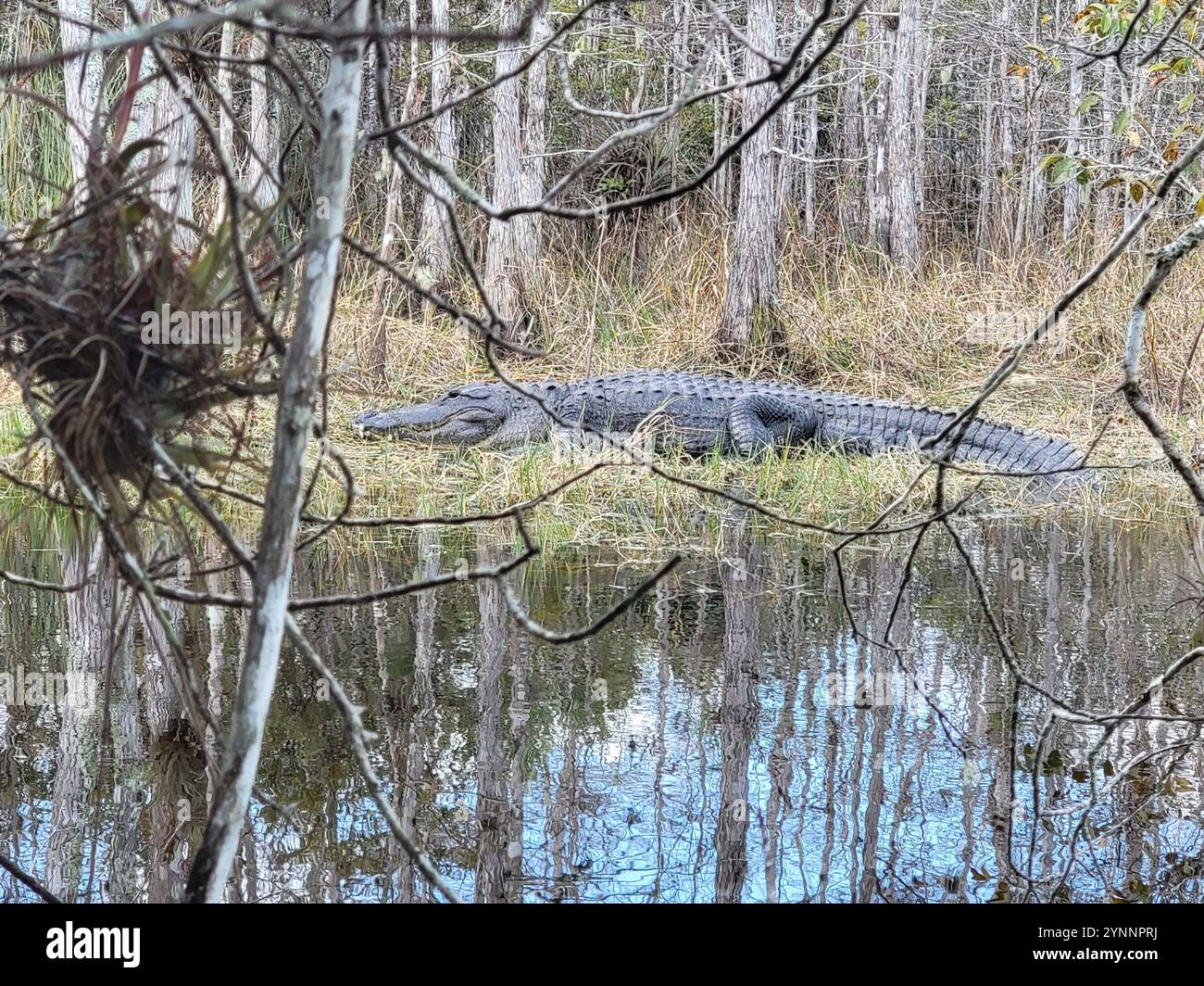 American Alligator (Alligator mississippiensis Stock Photo - Alamy