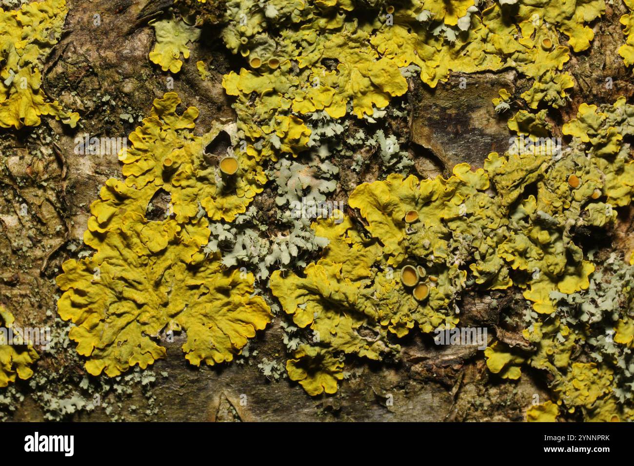 Common Sunburst Lichen (Xanthoria parietina Stock Photo - Alamy