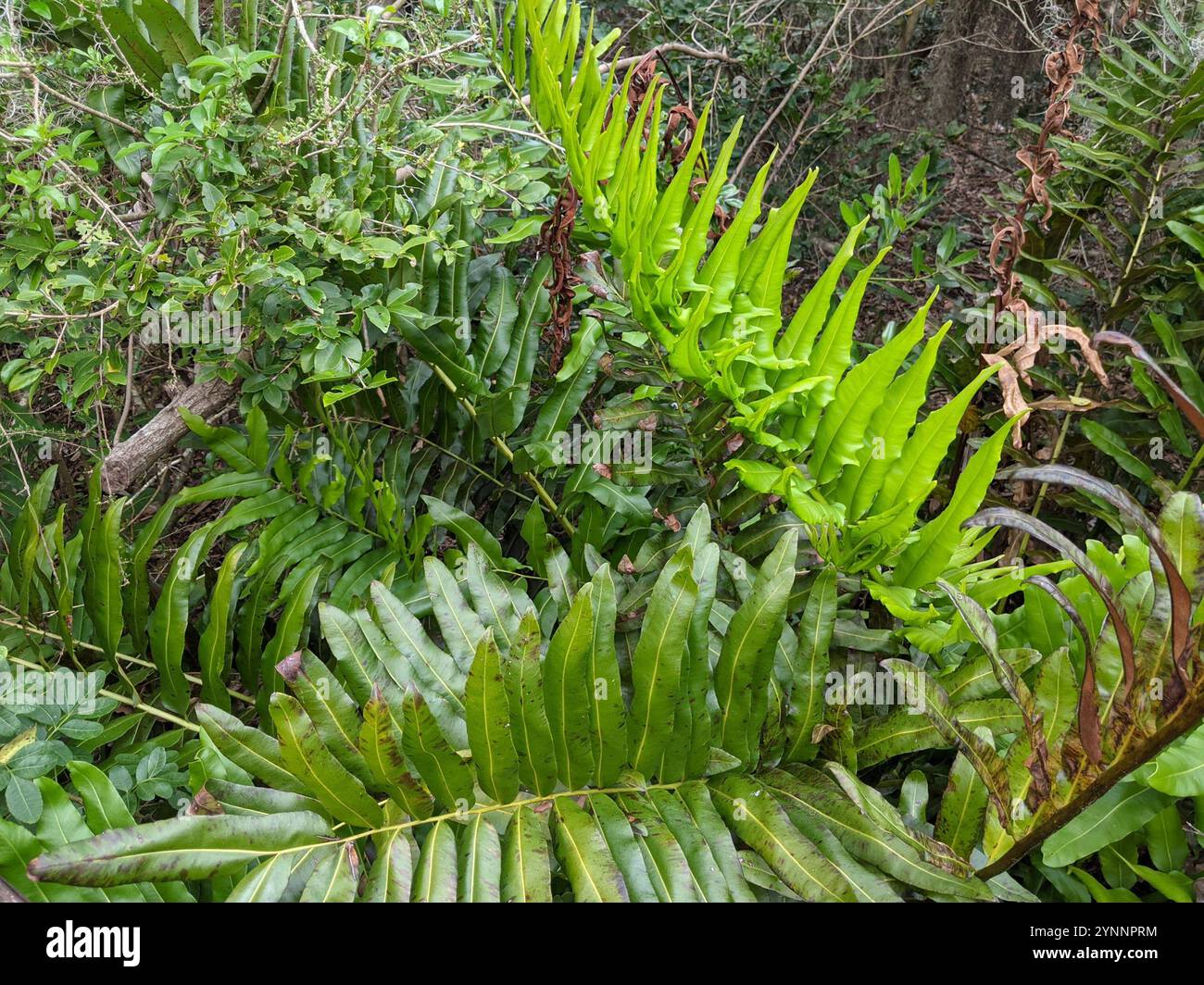Giant leather fern (Acrostichum danaeifolium Stock Photo - Alamy