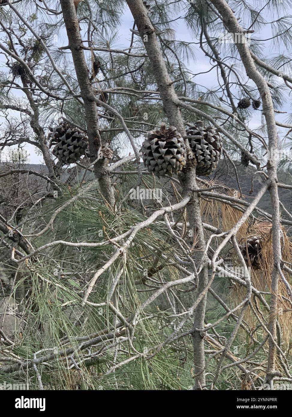 gray pine (Pinus sabiniana Stock Photo - Alamy