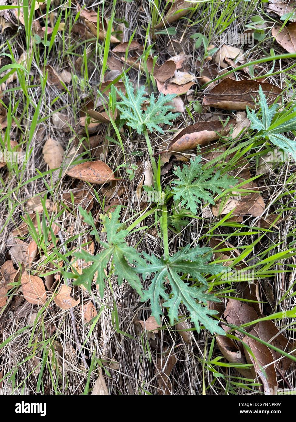 Sharp-toothed Sanicle (Sanicula arguta Stock Photo - Alamy