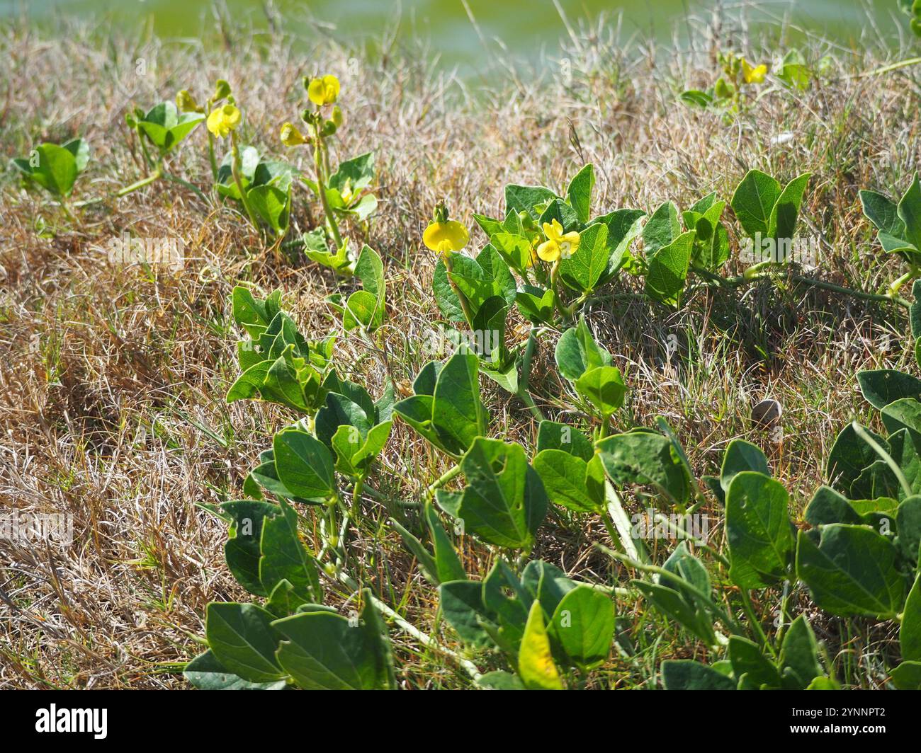 beach pea (Vigna marina Stock Photo - Alamy