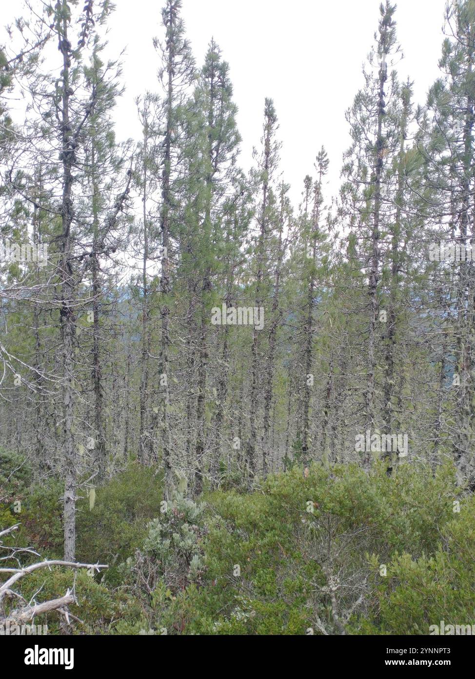 knobcone pine (Pinus attenuata Stock Photo - Alamy