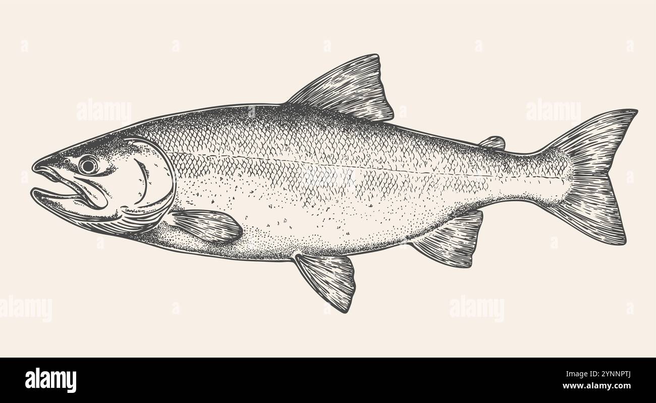 Salmon fish, seafood, sketch. Vintage retro print Stock Vector Image ...