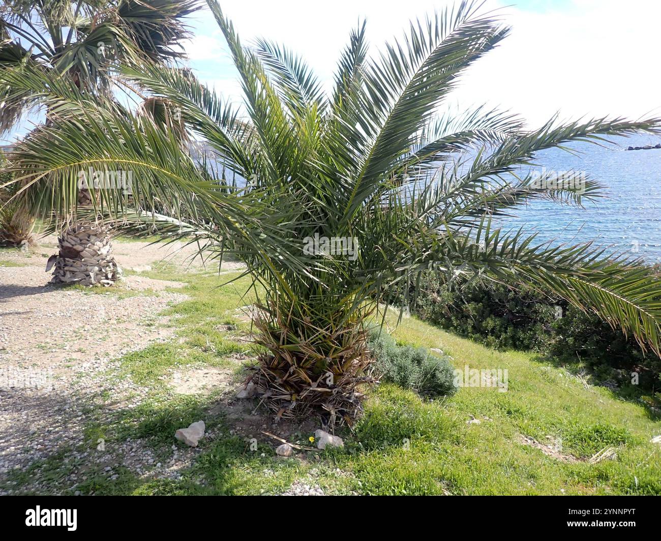 Theophrastus' Date Palm (Phoenix theophrasti Stock Photo - Alamy