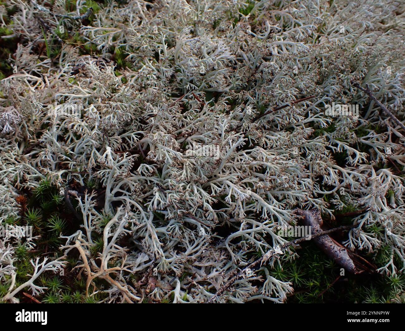 gray reindeer lichen (Cladonia rangiferina Stock Photo - Alamy