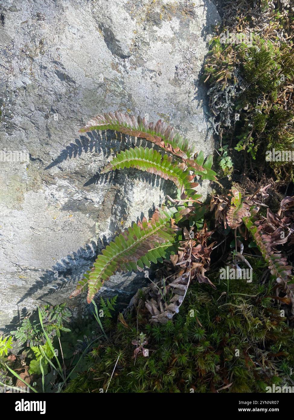 shield ferns (Polystichum Stock Photo - Alamy