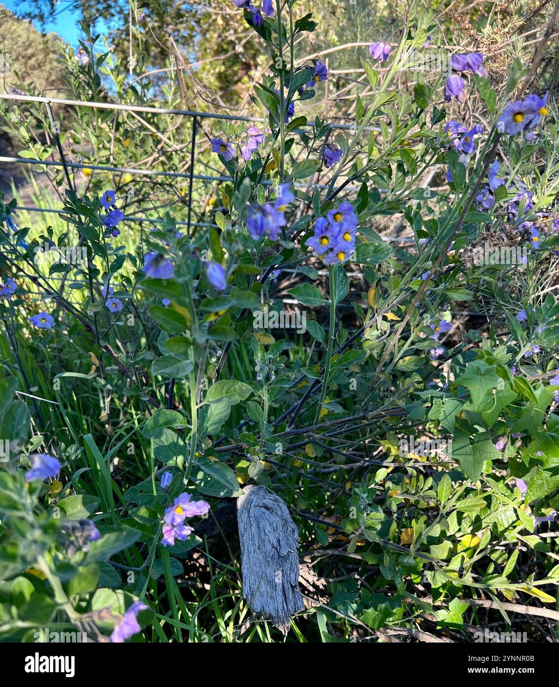 bluewitch nightshade (Solanum umbelliferum Stock Photo - Alamy