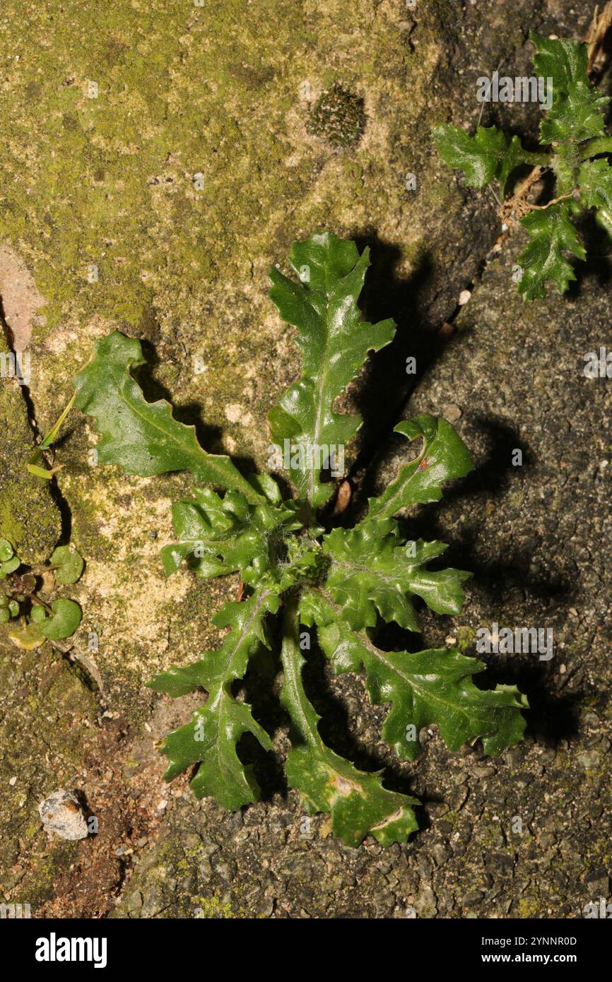 common groundsel (Senecio vulgaris Stock Photo - Alamy