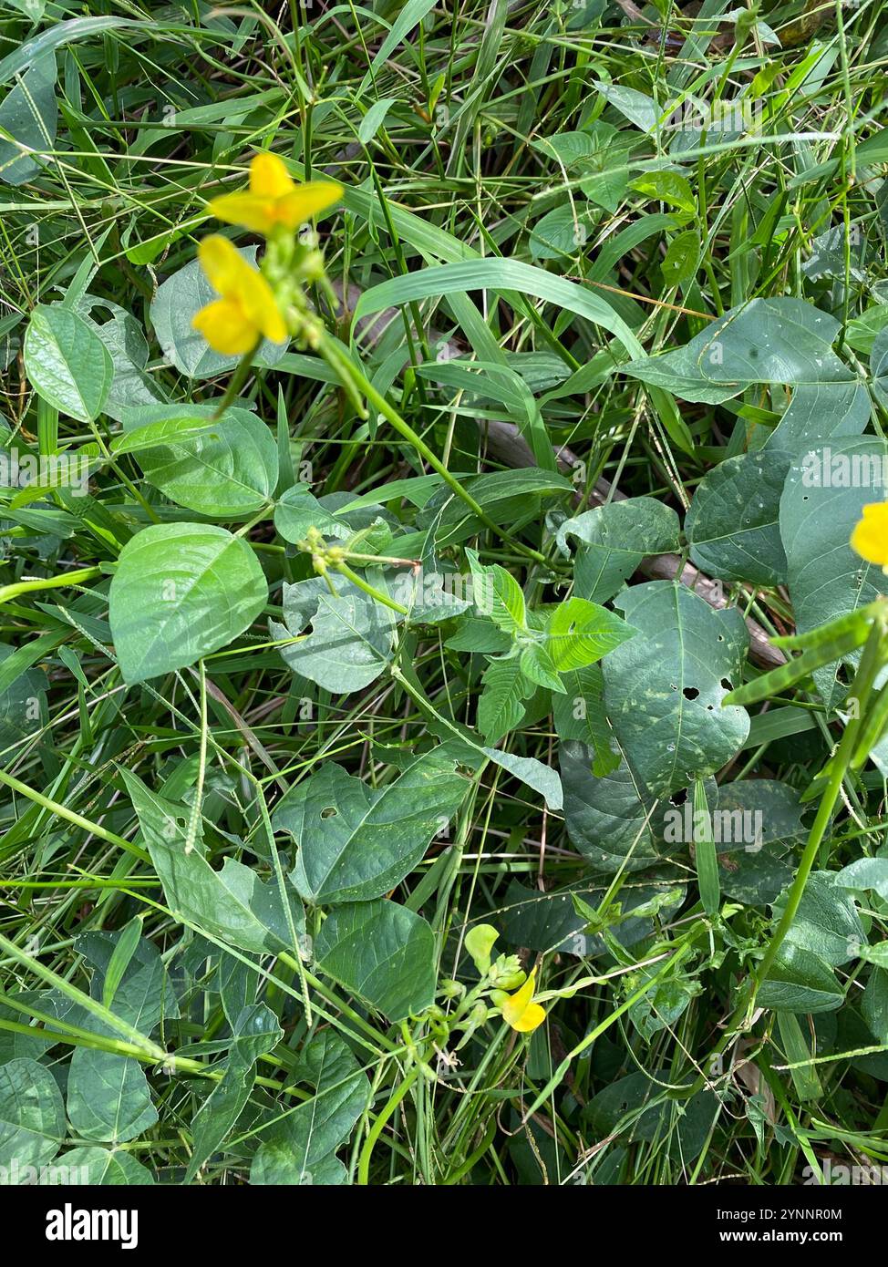 Wild Cowpea (Vigna luteola Stock Photo - Alamy
