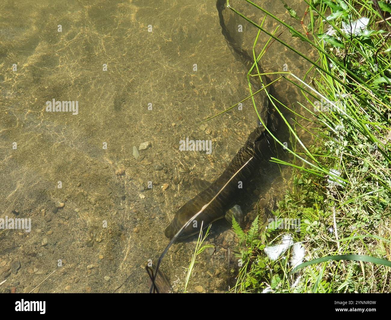 New Zealand Longfin Eel (Anguilla dieffenbachii Stock Photo - Alamy