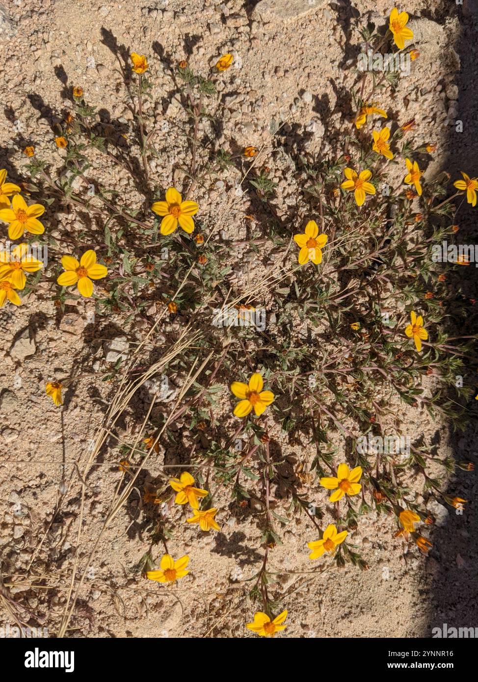 Cape chinchweed (Pectis multiseta Stock Photo - Alamy