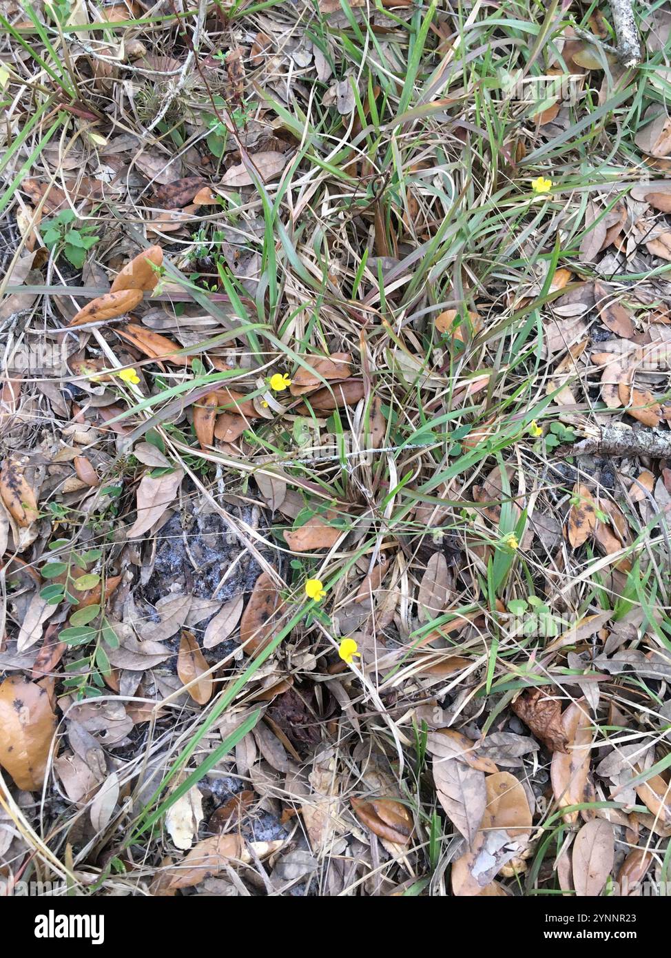 Rabbitbells (Crotalaria rotundifolia Stock Photo - Alamy