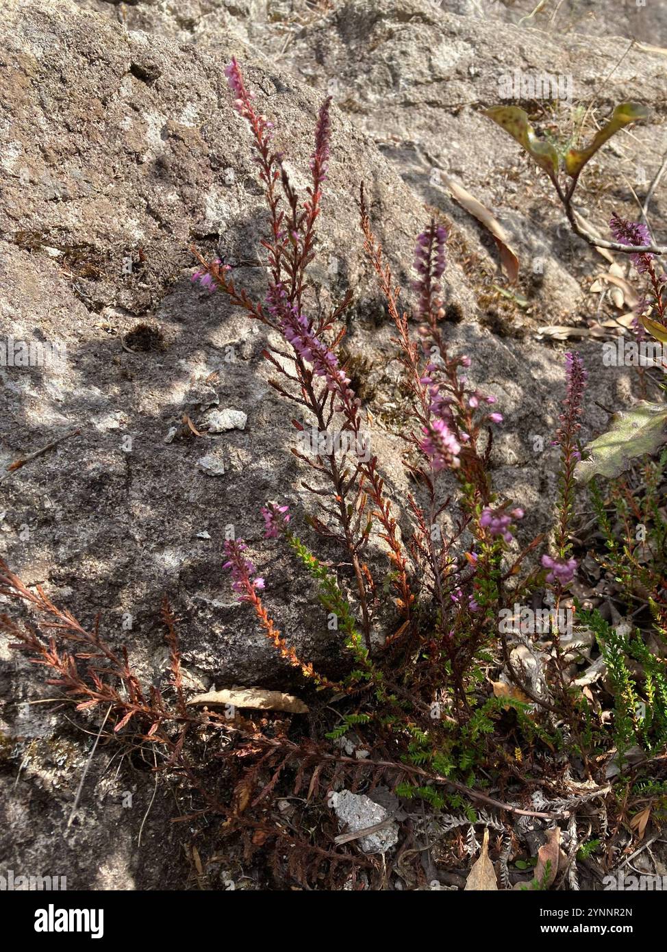 common heather (Calluna vulgaris Stock Photo - Alamy