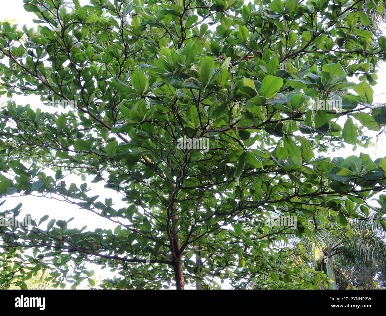Sea Almond (Terminalia catappa Stock Photo - Alamy