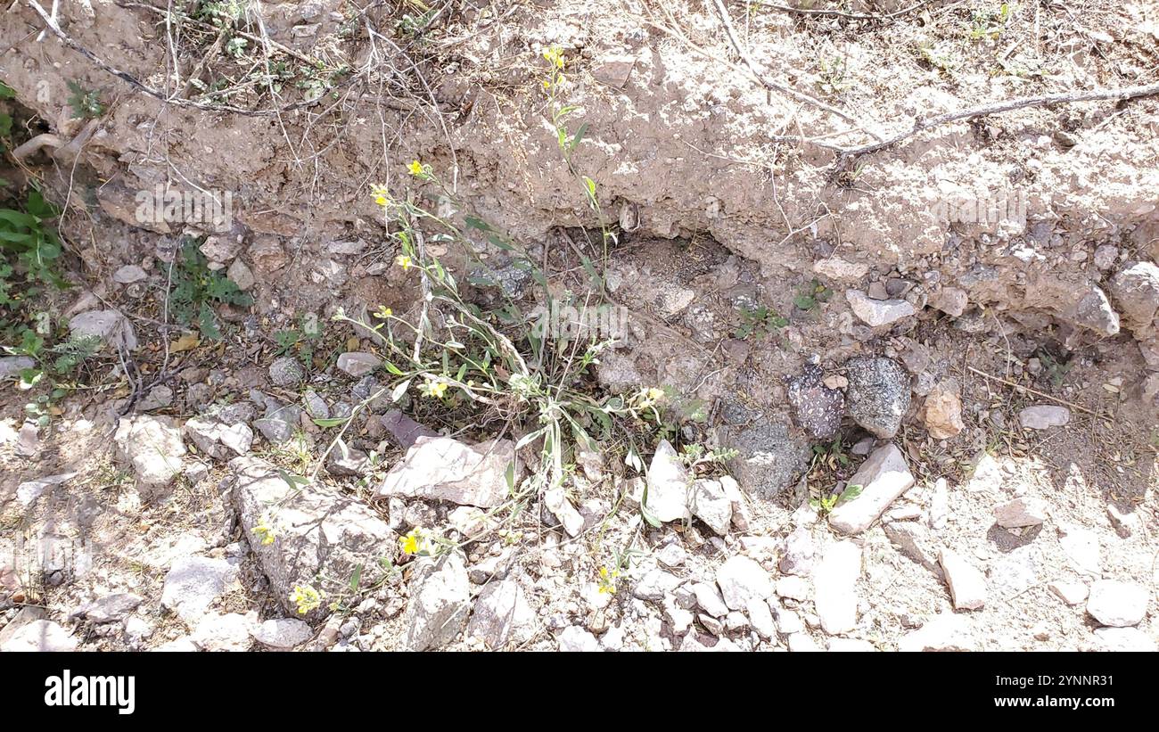 Gordon's bladderpod (Physaria gordonii Stock Photo - Alamy