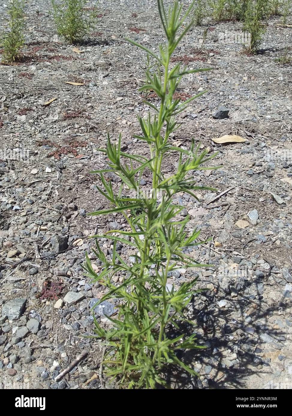 Stinkwort (Dittrichia graveolens Stock Photo - Alamy