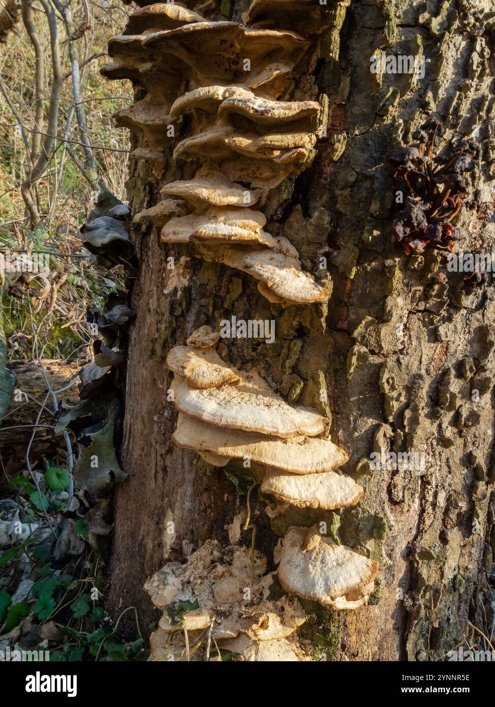 shelf fungi (Polyporales Stock Photo - Alamy