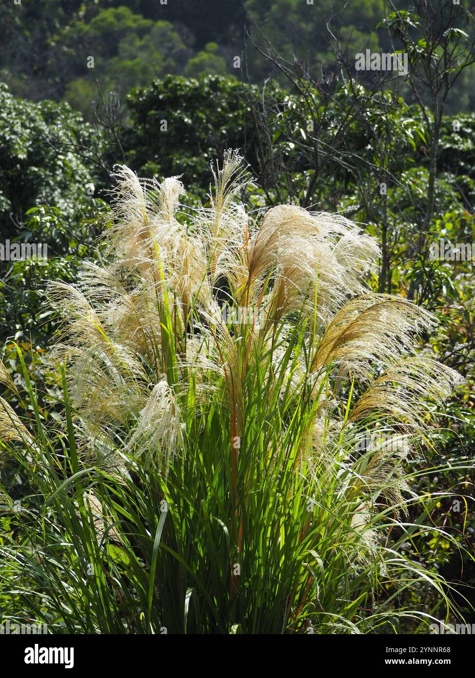 Chinese silver grass (Miscanthus sinensis Stock Photo - Alamy