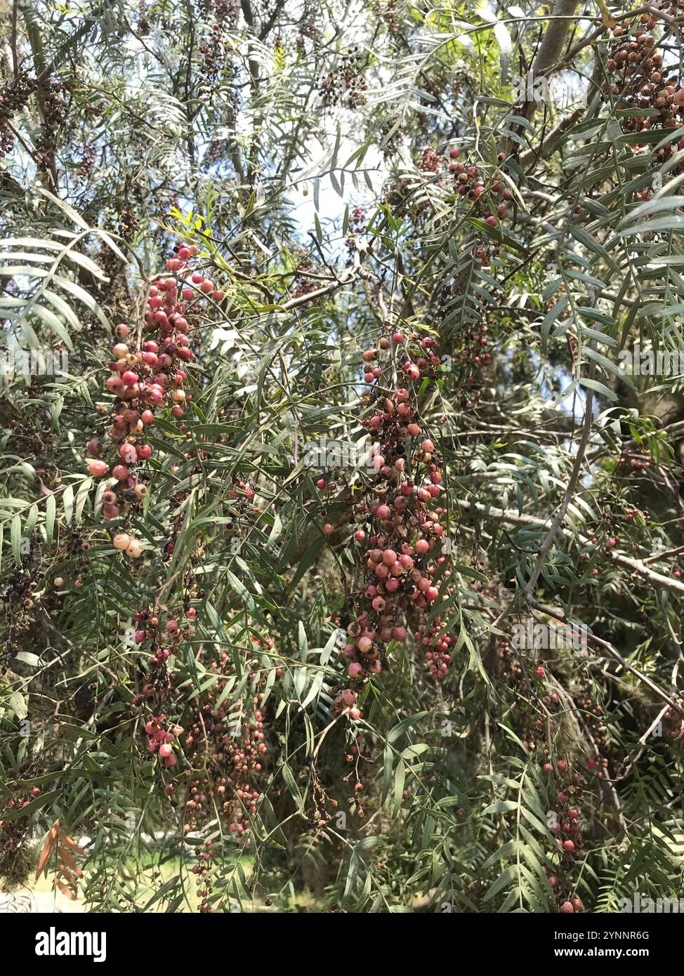 Peruvian Pepper Tree (Schinus molle Stock Photo - Alamy