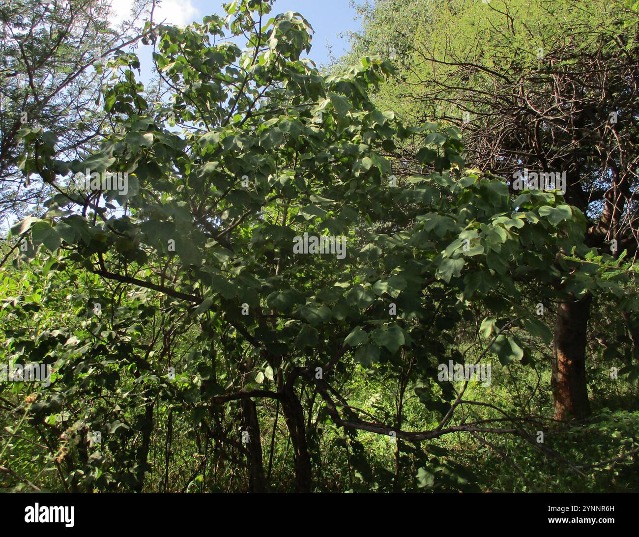 chewing gum tree (Thespesia garckeana Stock Photo - Alamy