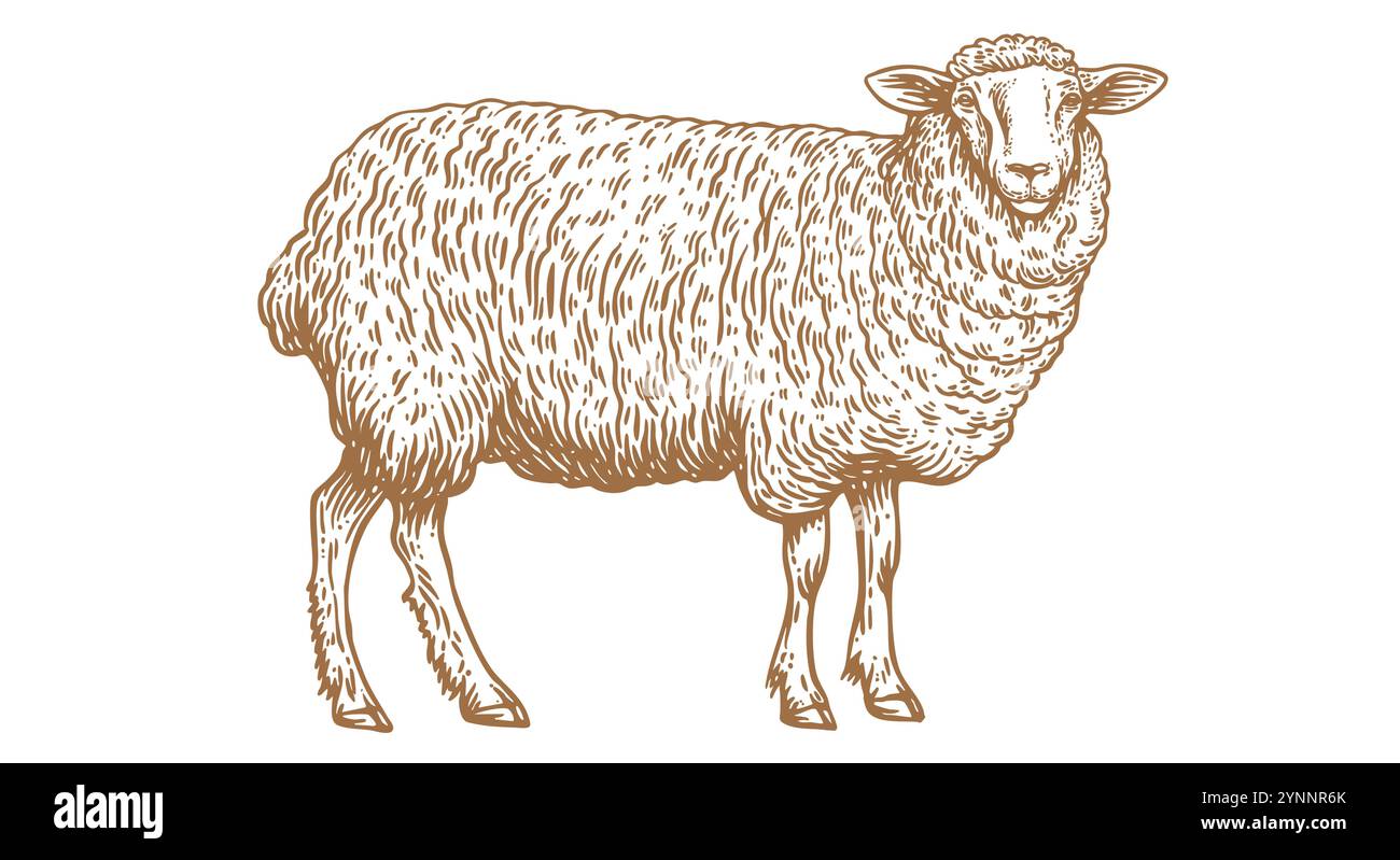 Sheep, lamb, mutton. Vintage retro print Stock Vector Image & Art - Alamy