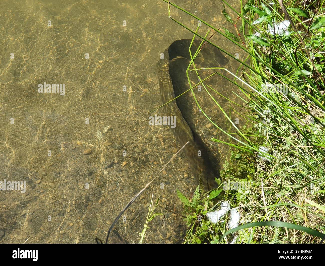 New Zealand Longfin Eel (Anguilla dieffenbachii Stock Photo - Alamy