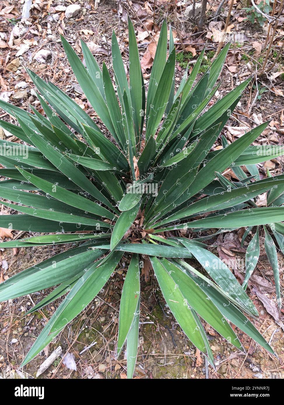 common yucca (Yucca filamentosa Stock Photo - Alamy