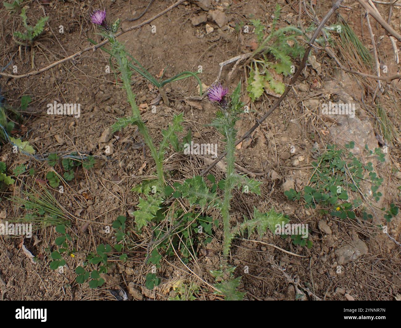 Italian thistle (Carduus pycnocephalus Stock Photo - Alamy