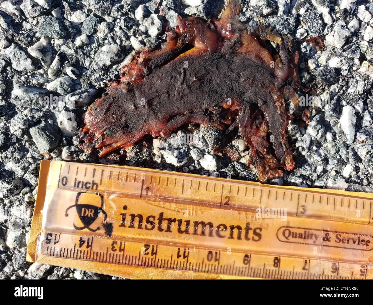 Pacific Newts (Taricha Stock Photo - Alamy