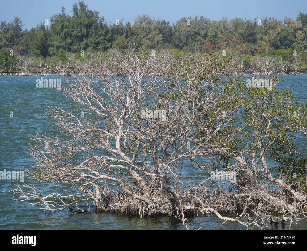 Grey Mangrove (Avicennia marina Stock Photo - Alamy