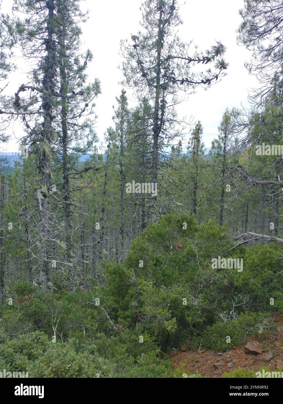 knobcone pine (Pinus attenuata Stock Photo - Alamy