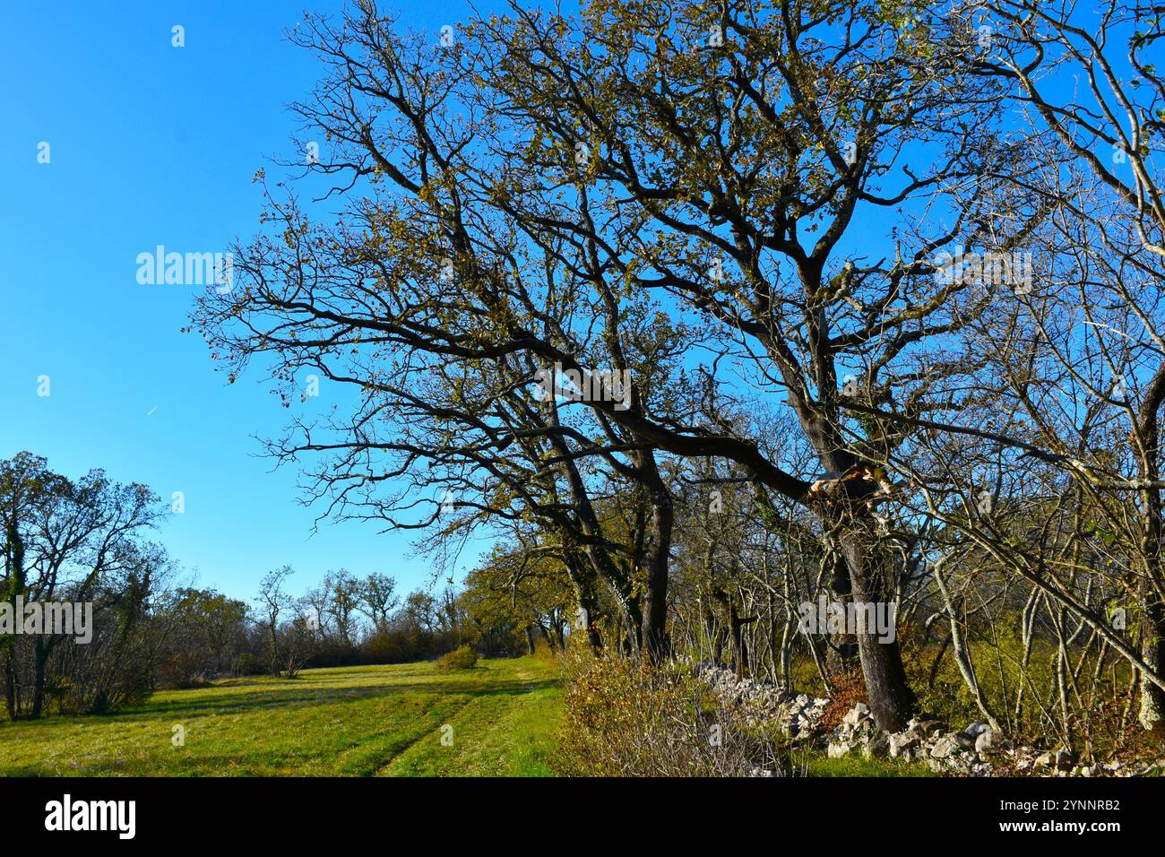 Hiking trai next to a meadow and bellow large downy oak (Quercus ...