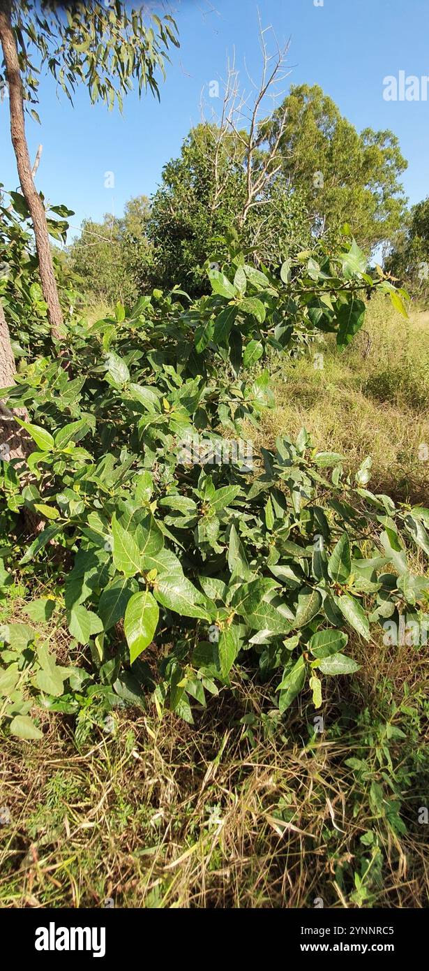Sandpaper Fig (Ficus opposita Stock Photo - Alamy