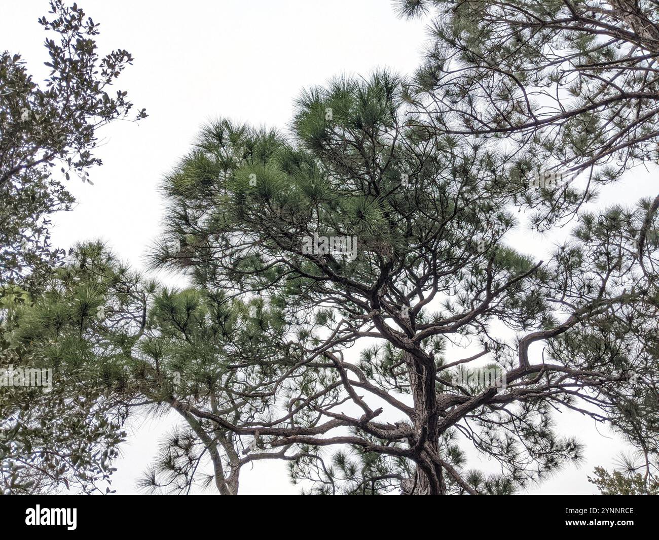 South Florida slash pine (Pinus elliottii densa Stock Photo - Alamy