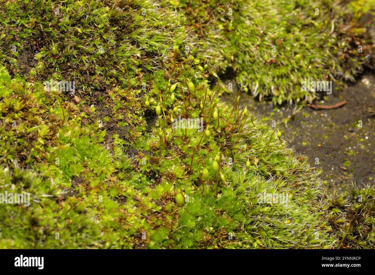 Wall Screw-moss (Tortula muralis Stock Photo - Alamy