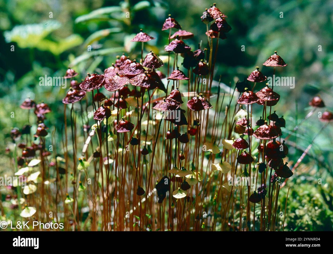 Yellow Moosedung Moss (Splachnum luteum Stock Photo - Alamy