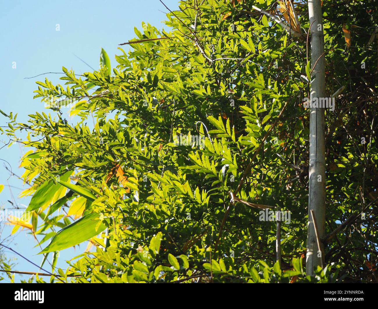 Evergreen Wisteria (Wisteriopsis reticulata Stock Photo - Alamy