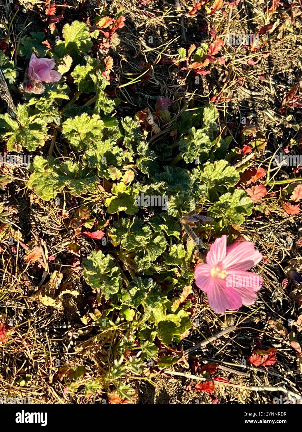 checkerbloom (Sidalcea malviflora Stock Photo - Alamy