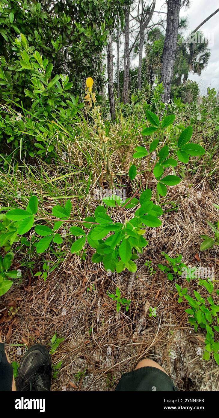 Streaked Rattlepod (Crotalaria pallida Stock Photo - Alamy