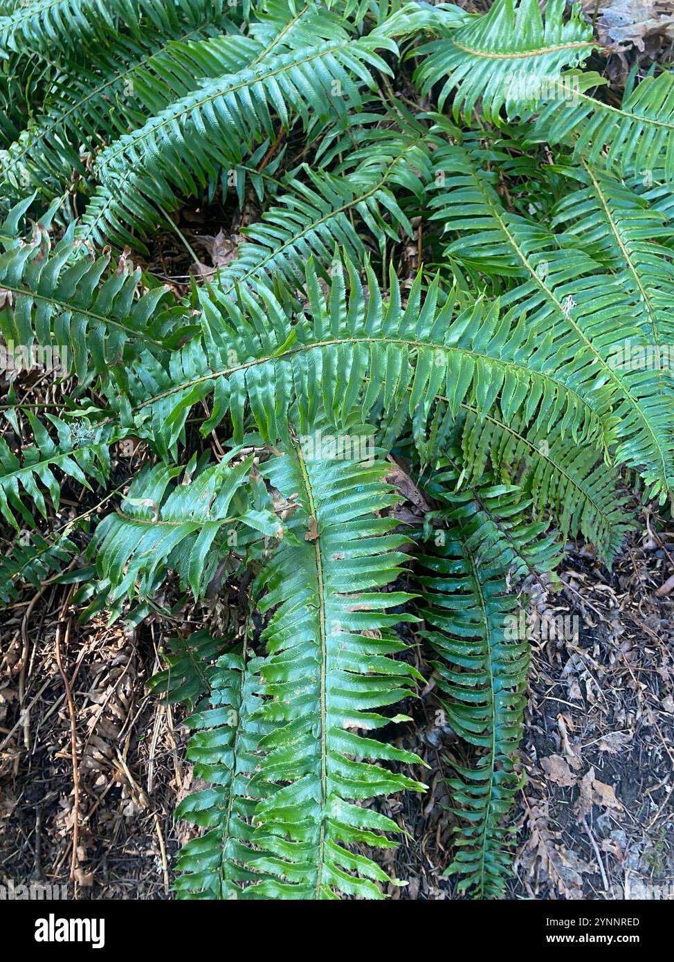 western sword fern (Polystichum munitum Stock Photo - Alamy
