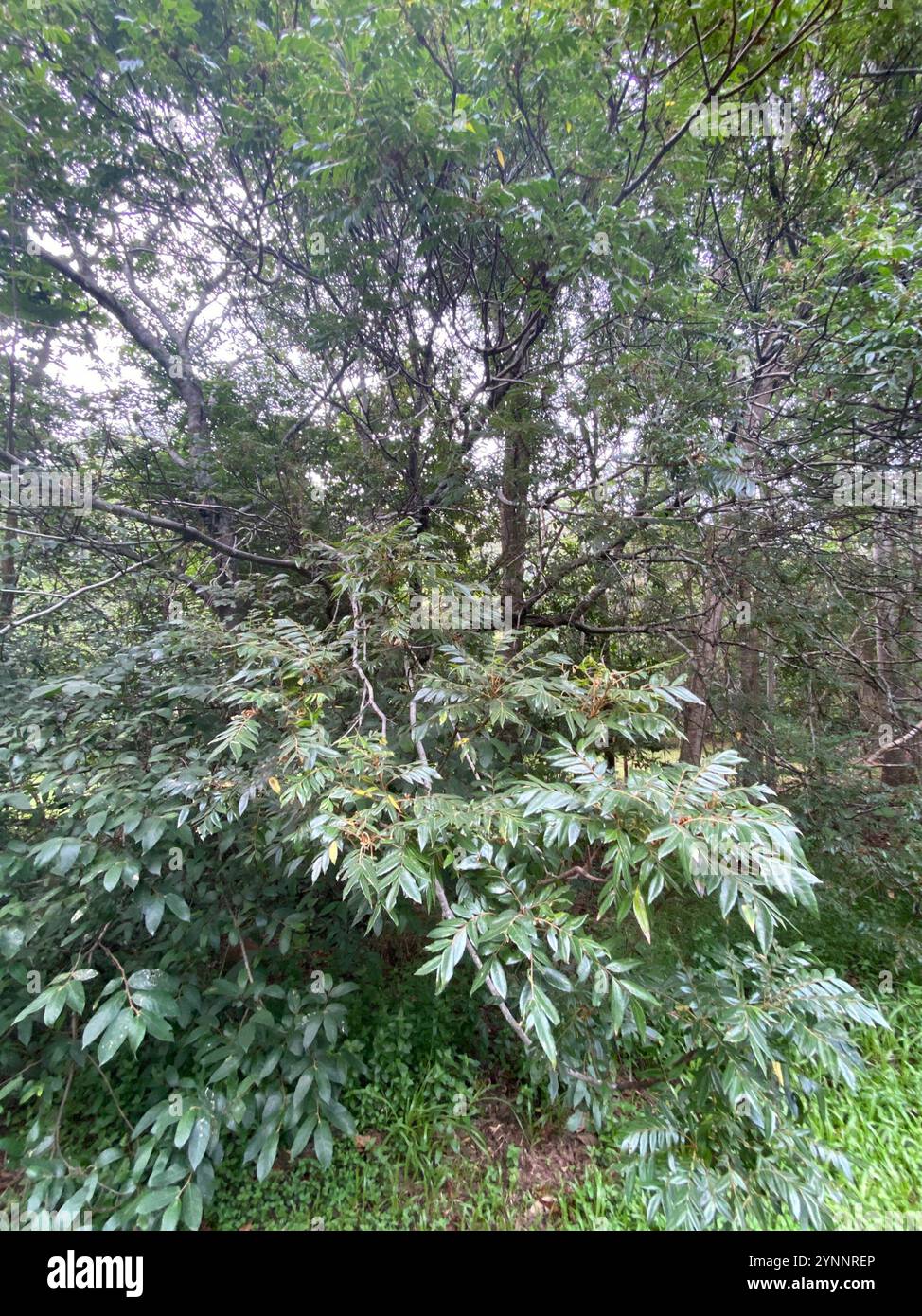 Fern Top (Jagera pseudorhus Stock Photo - Alamy