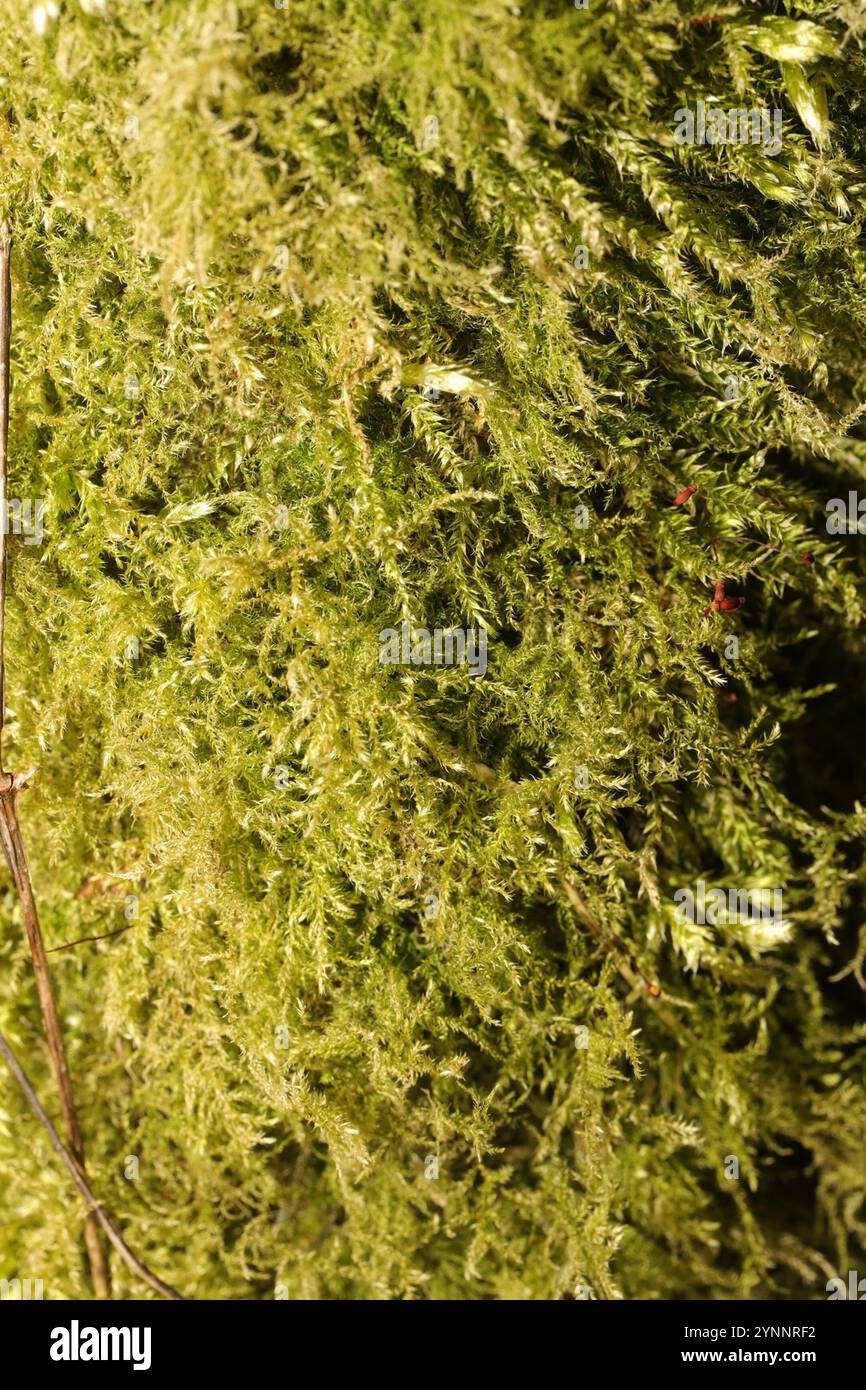 Common Feather-moss (Kindbergia praelonga Stock Photo - Alamy