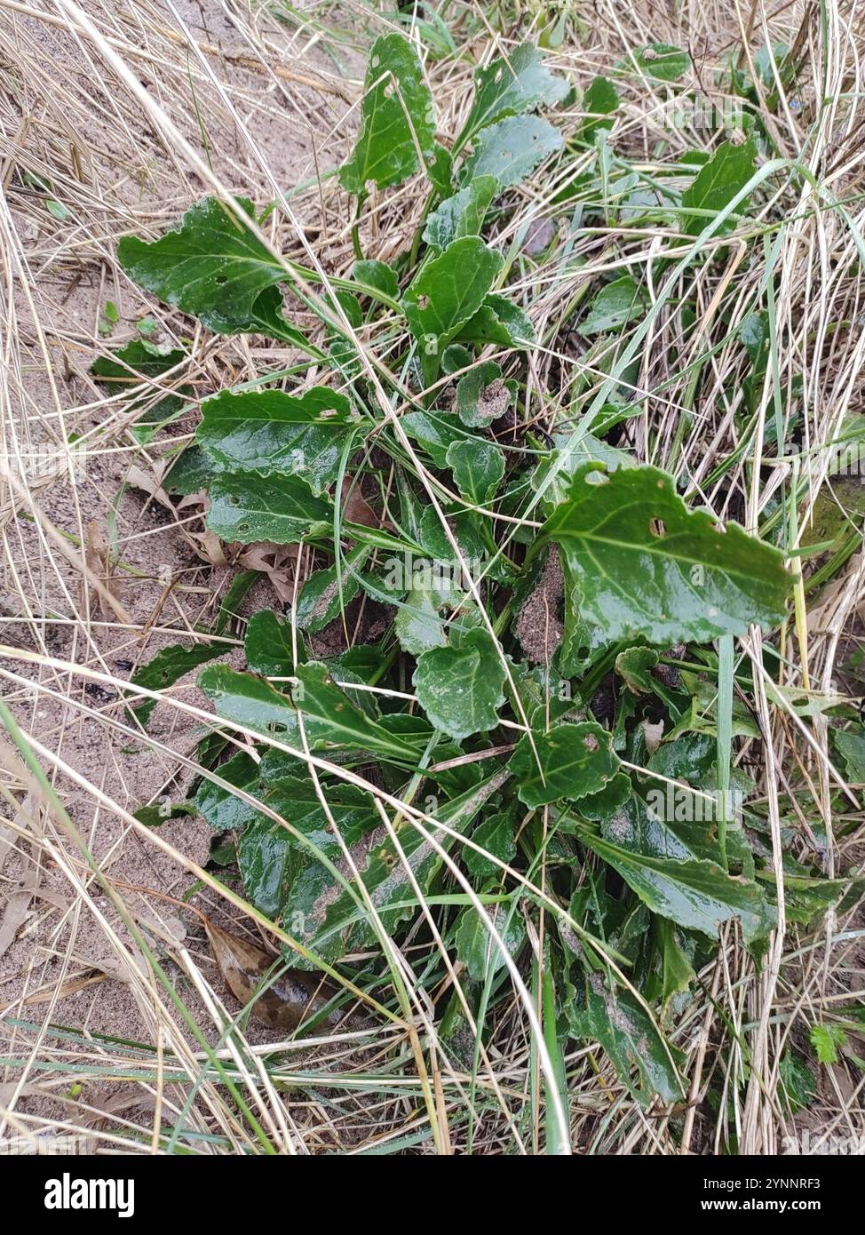 sea beet (Beta vulgaris maritima Stock Photo - Alamy