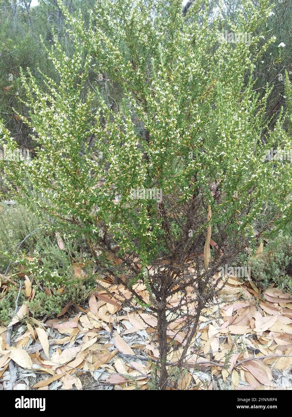 Twiggy Daisy-Bush (Olearia ramulosa Stock Photo - Alamy
