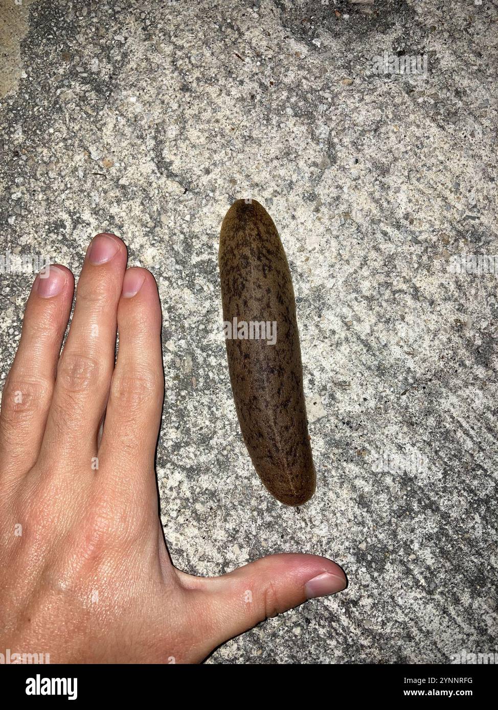 Florida leatherleaf hi-res stock photography and images - Alamy