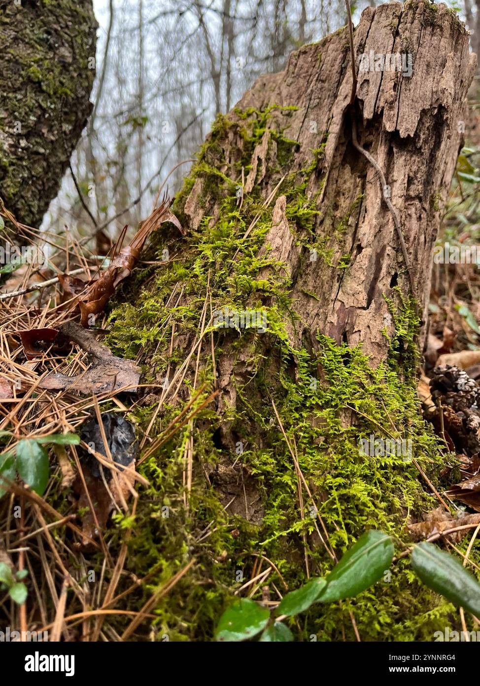 brocade moss (Callicladium imponens Stock Photo - Alamy