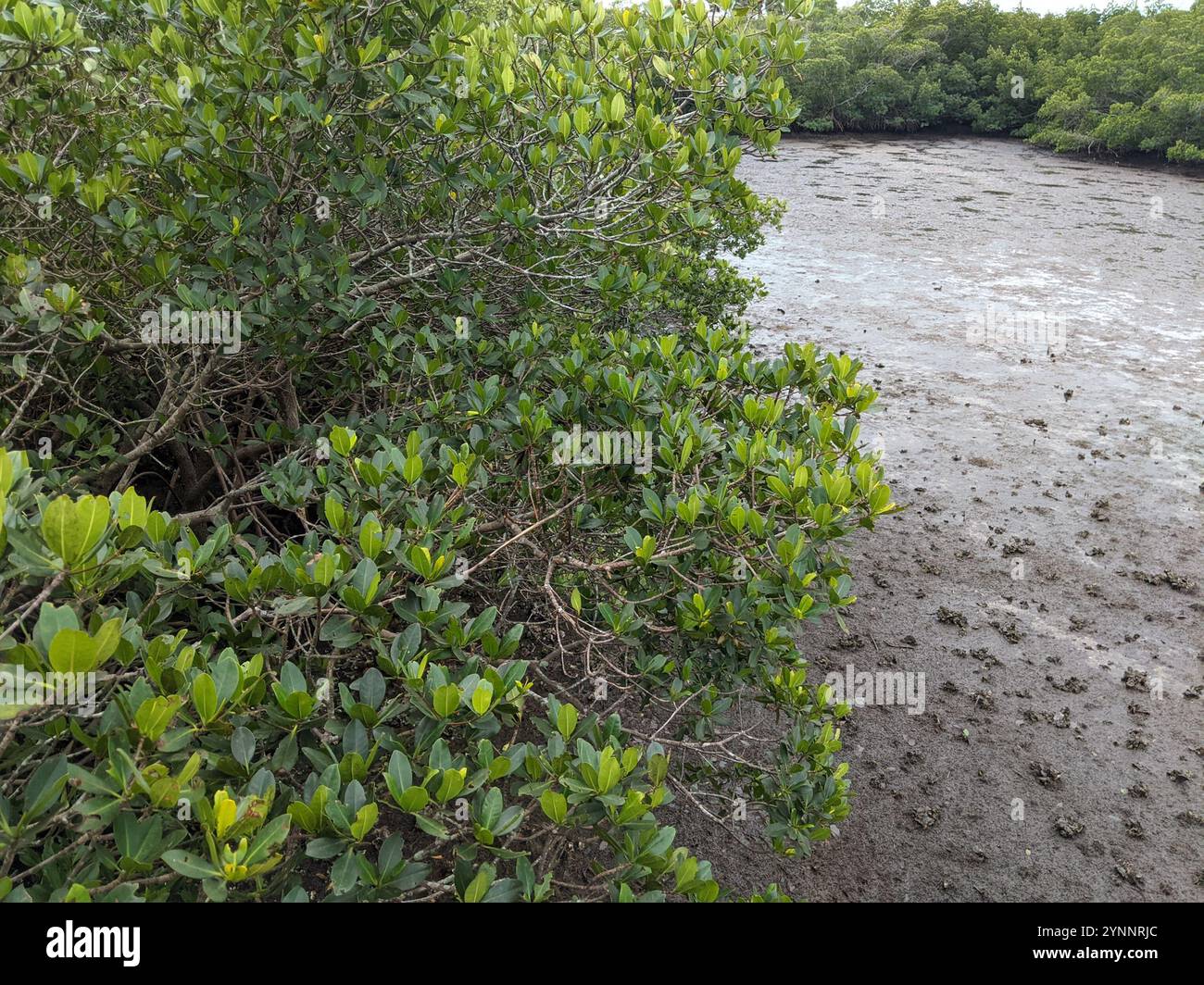 red mangrove (Rhizophora mangle Stock Photo - Alamy